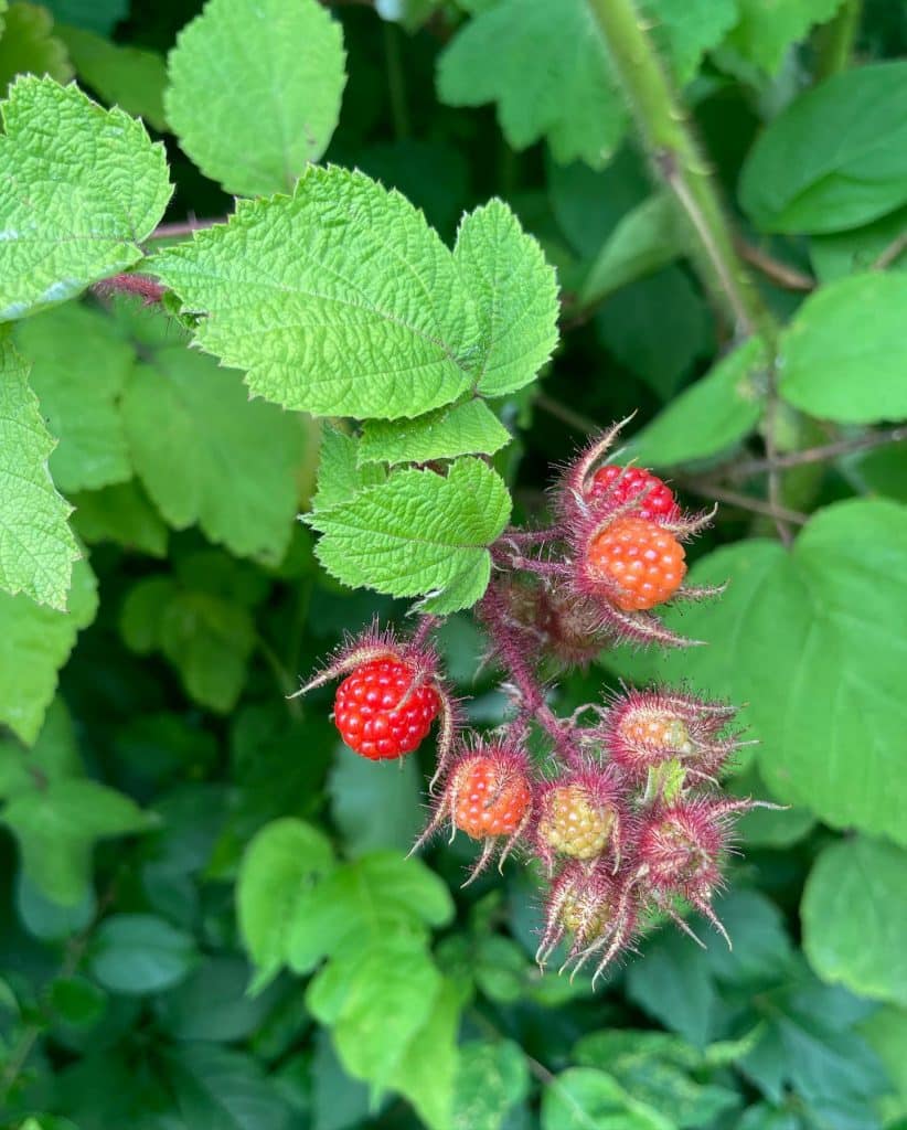 Rubus phoenicolasius - Wineberries - Eat The Planet