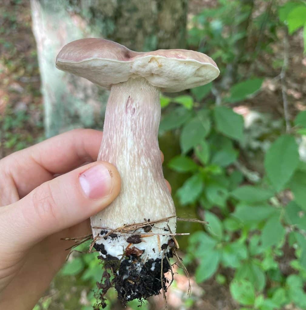 Boletus separans - Lilac Bolete - Eat The Planet