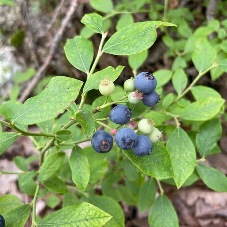 Vaccinium angustifolium - Common Lowbush Blueberries - Eat The Planet