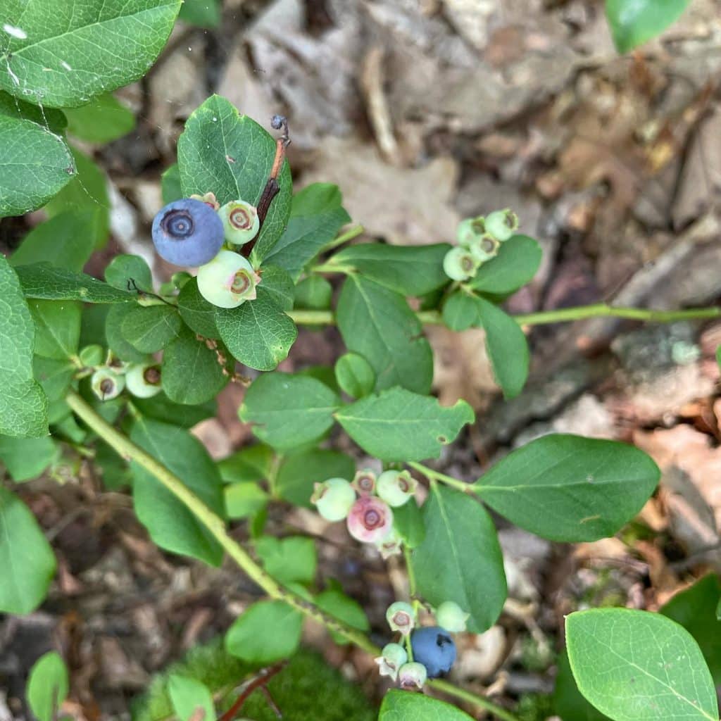 Vaccinium angustifolium - Common Lowbush Blueberries - Eat The Planet