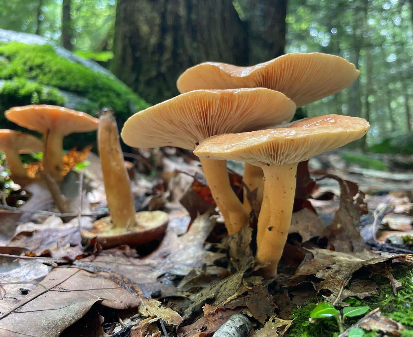 Lactifluus volemus - Weeping milkcap - Eat The Planet
