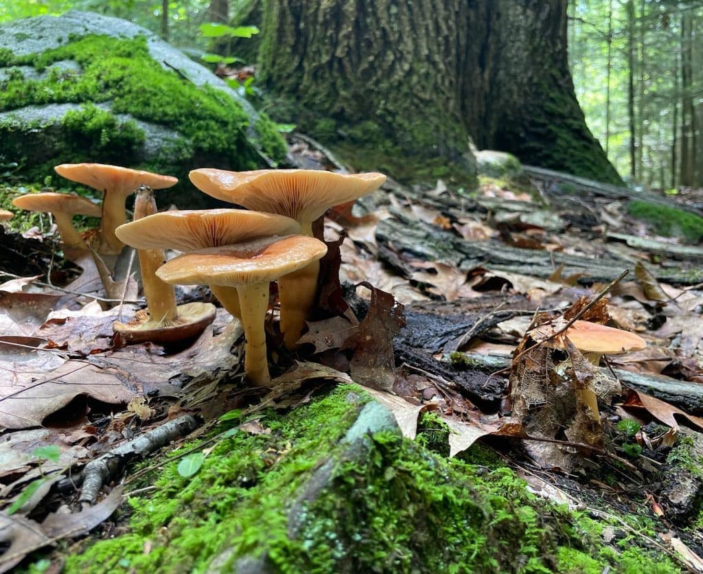 Lactifluus volemus - Weeping milkcap - Eat The Planet