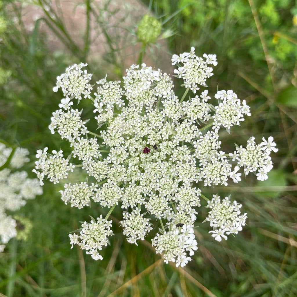 Daucus carota - Wild Carrot - Eat The Planet