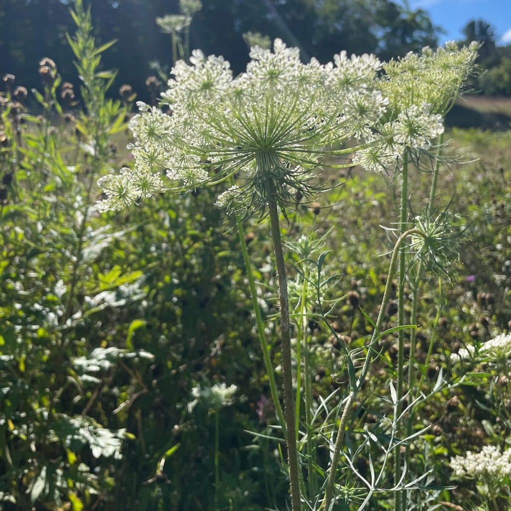 Daucus carota - Wild Carrot - Eat The Planet