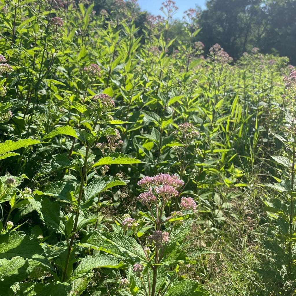 Eutrochium spp. - Joe-Pye weed - Eat The Planet