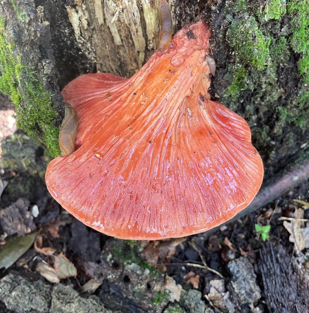 Fistulina hepatica - Beefsteak fungus - Eat The Planet