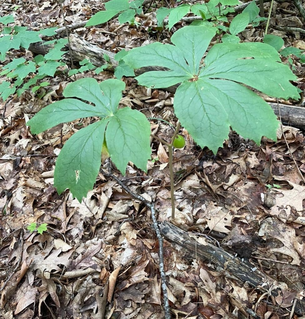 Podophyllum peltatum - Mayapple - Eat The Planet