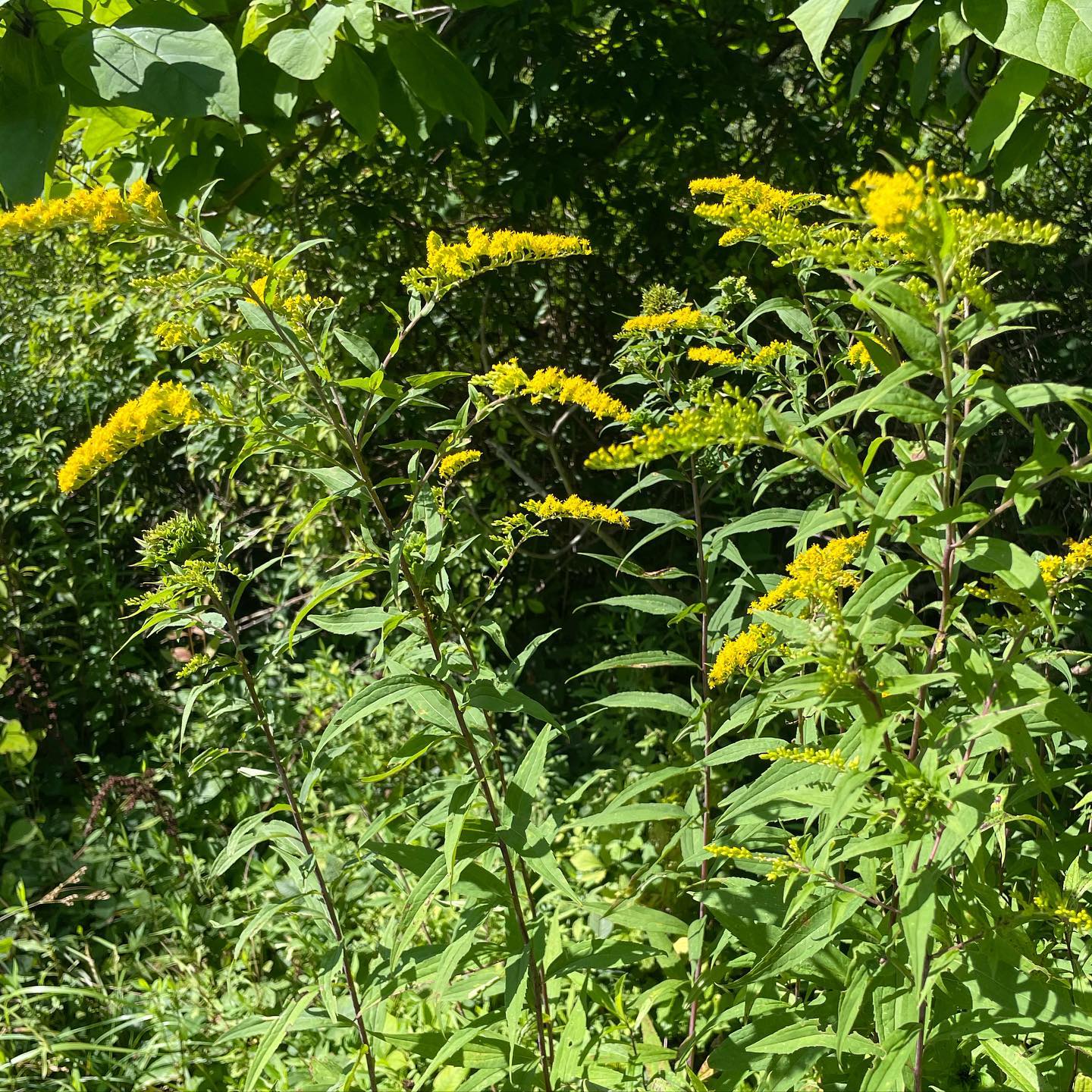 Solidago spp. - Goldenrod - Eat The Planet