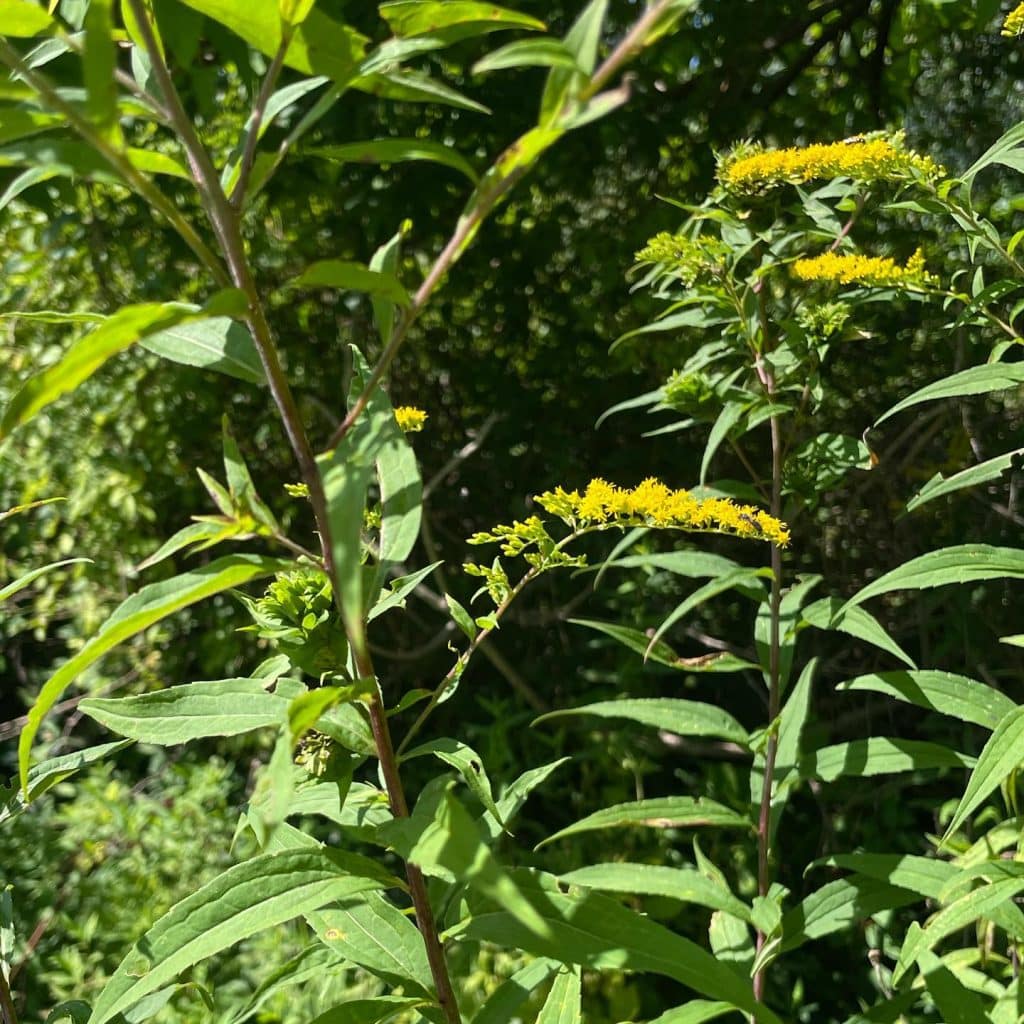 Solidago spp. - Goldenrod - Eat The Planet