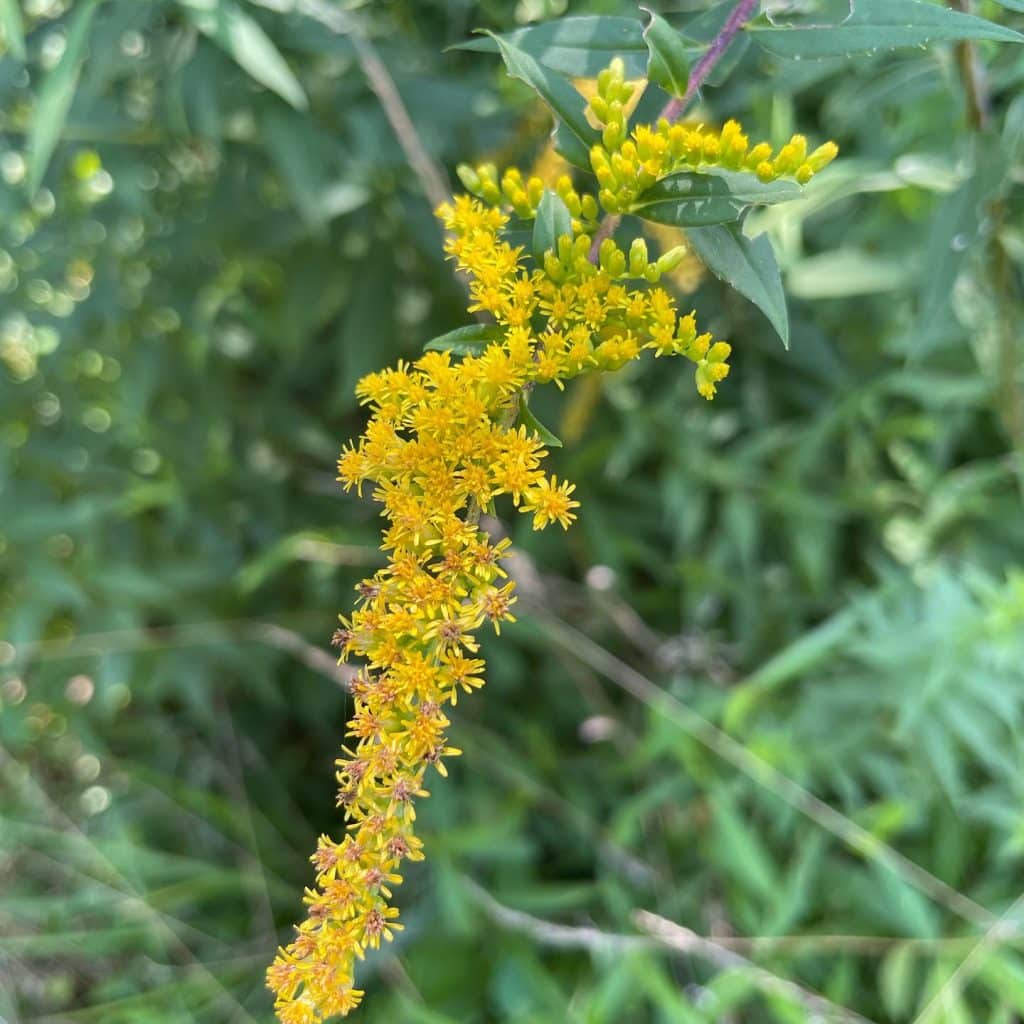 Solidago spp. - Goldenrod - Eat The Planet