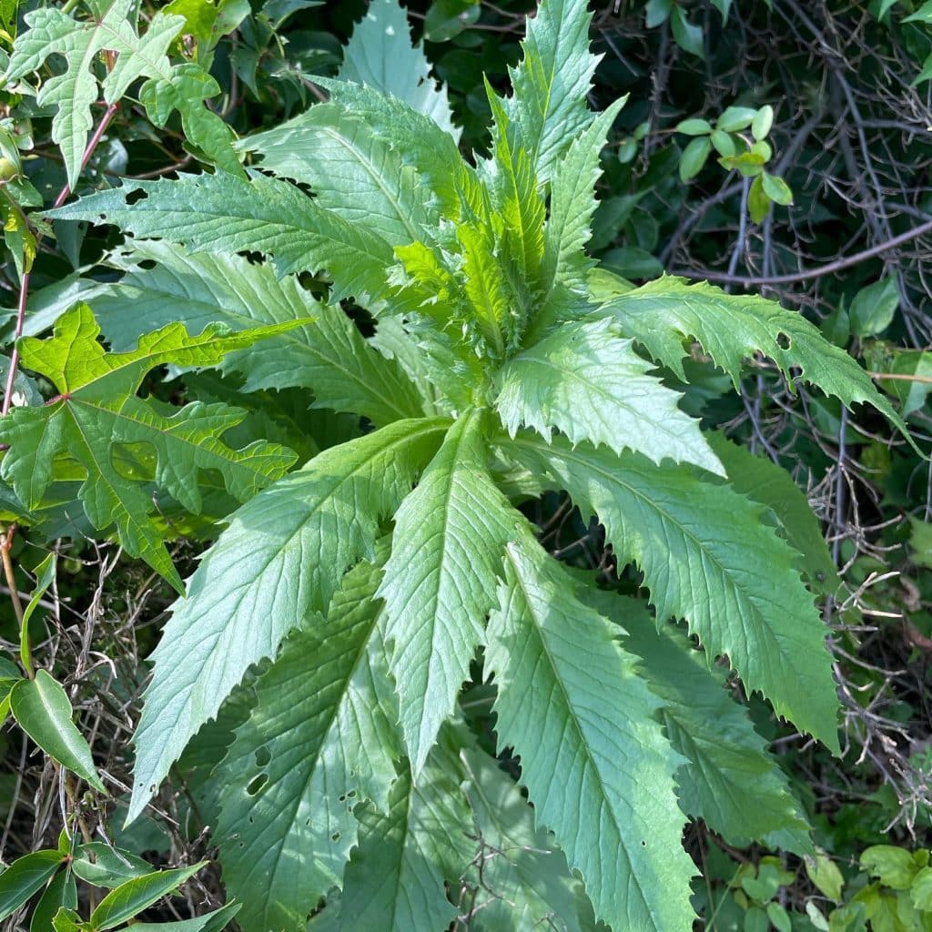 Erechtites hieraciifolius - American burnweed - Eat The Planet