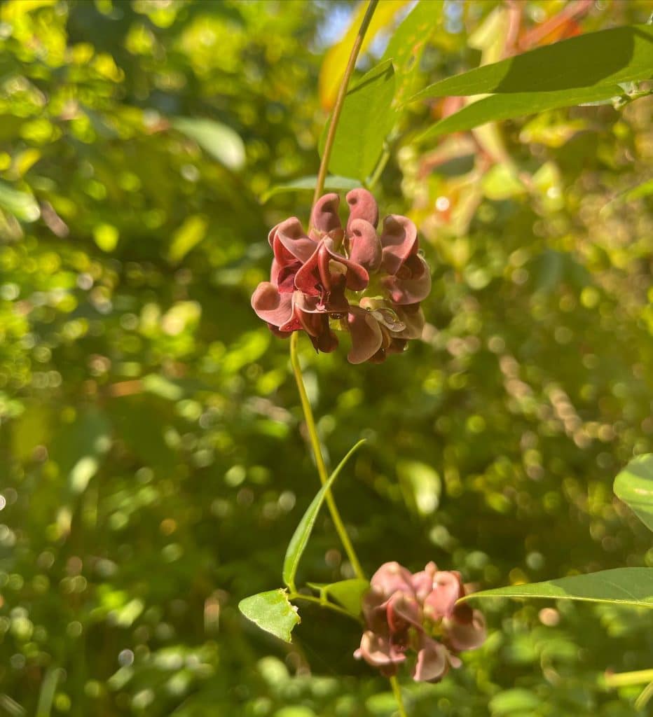 Apios americana - Groundnuts - Eat The Planet