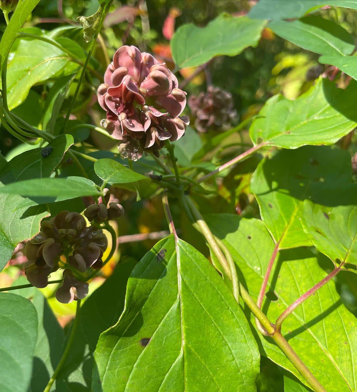 Apios americana - Groundnuts - Eat The Planet