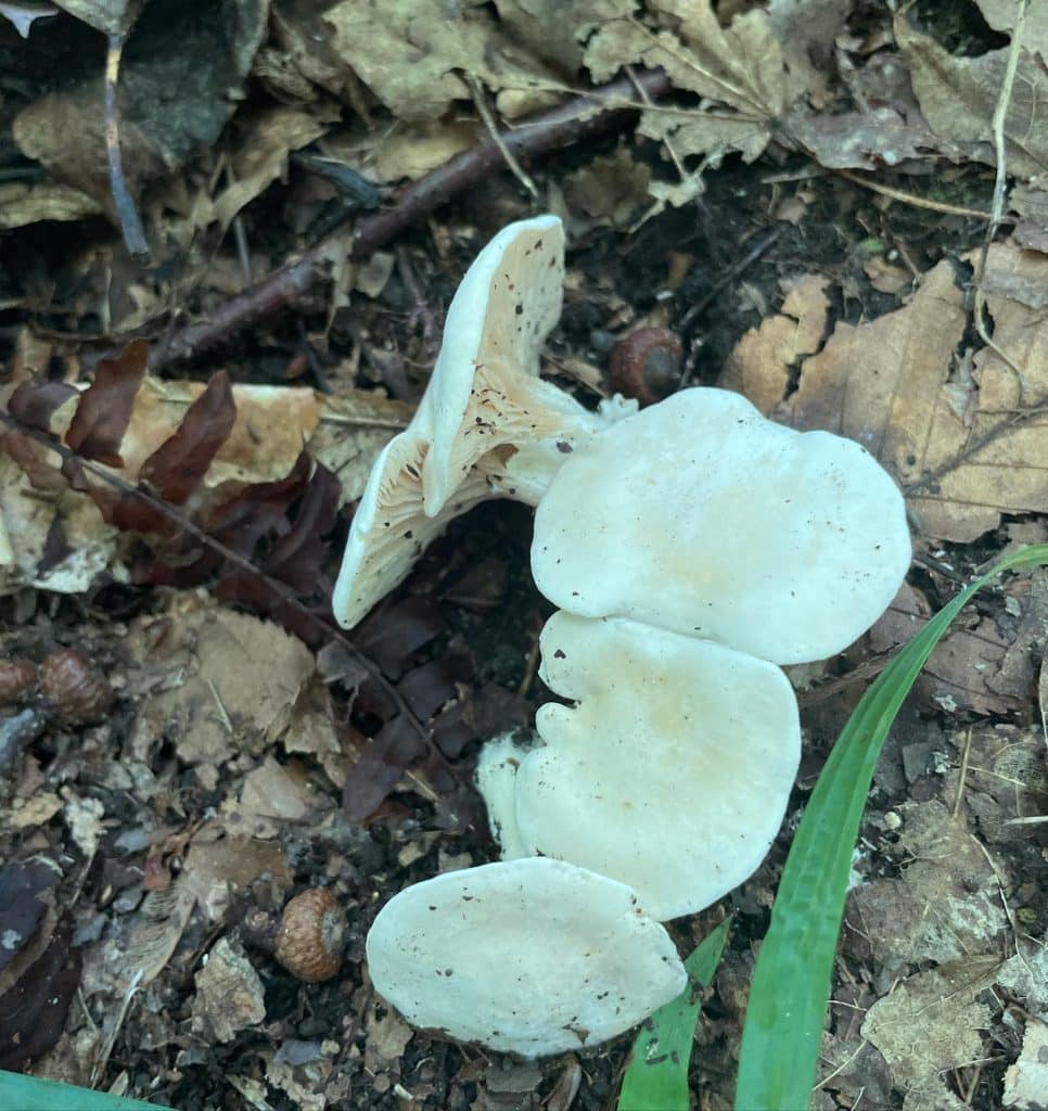 Clitopilus prunulus - Sweetbread mushrooms - Eat The Planet