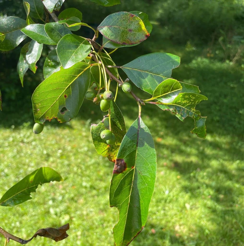 Nyssa sylvatica - Black tupelo - Eat The Planet