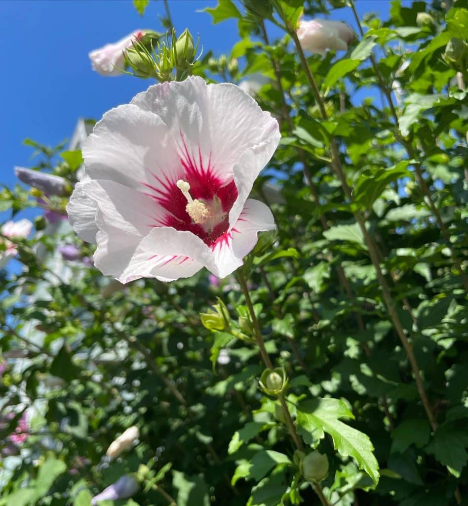 Hibiscus syriacus - Rose of Sharon - Eat The Planet