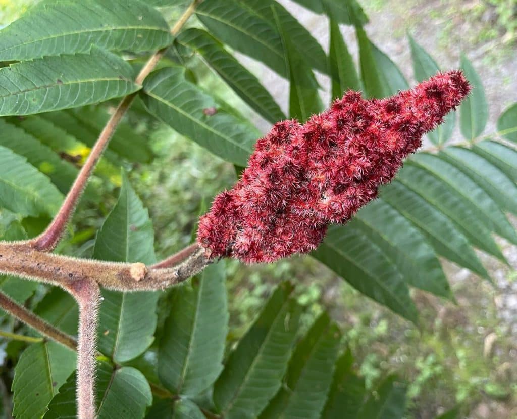 Rhus typhina - Staghorn sumac - Eat The Planet