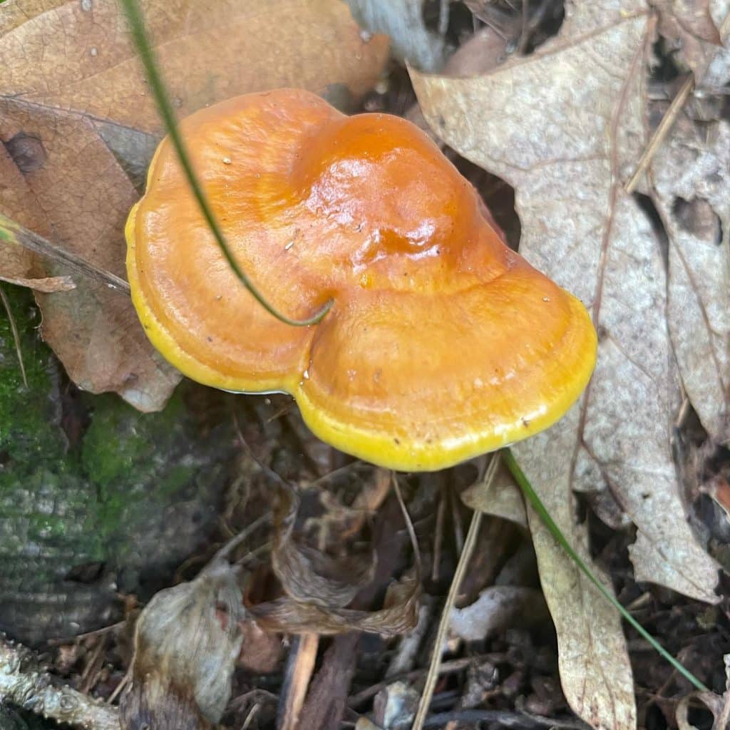 Ganoderma curtisii - Golden Reishi - Eat The Planet