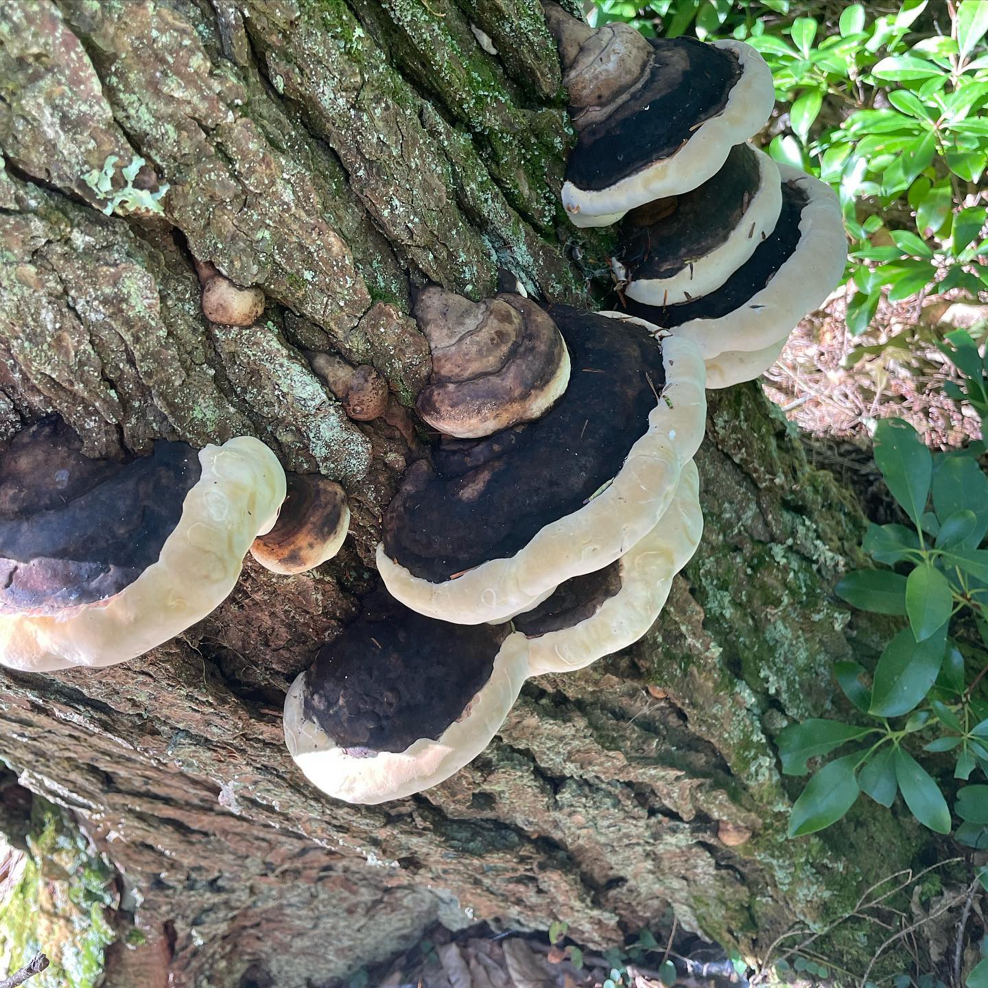 Fomitopsis ochracea - American Brown Fomitopsis - Eat The Planet