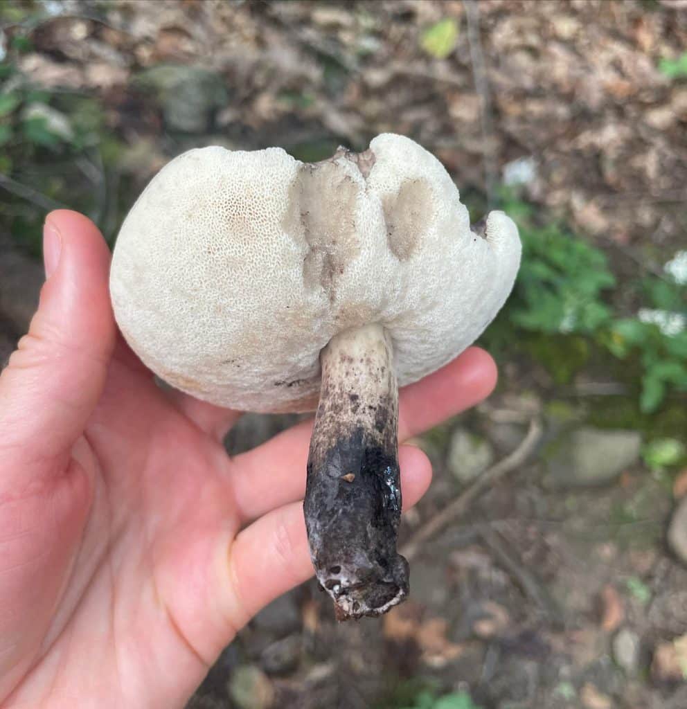 Tylopilus alboater - Black Velvet Bolete - Eat The Planet