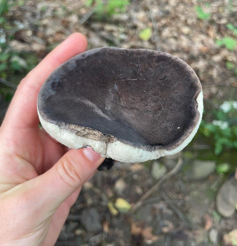 Tylopilus alboater - Black Velvet Bolete - Eat The Planet