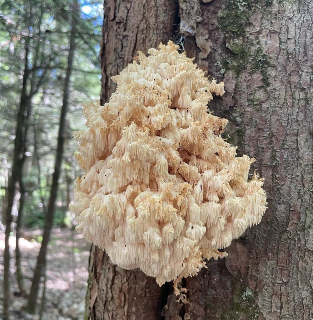 Hericium coralloides - Coral Tooth Fungus - Eat The Planet