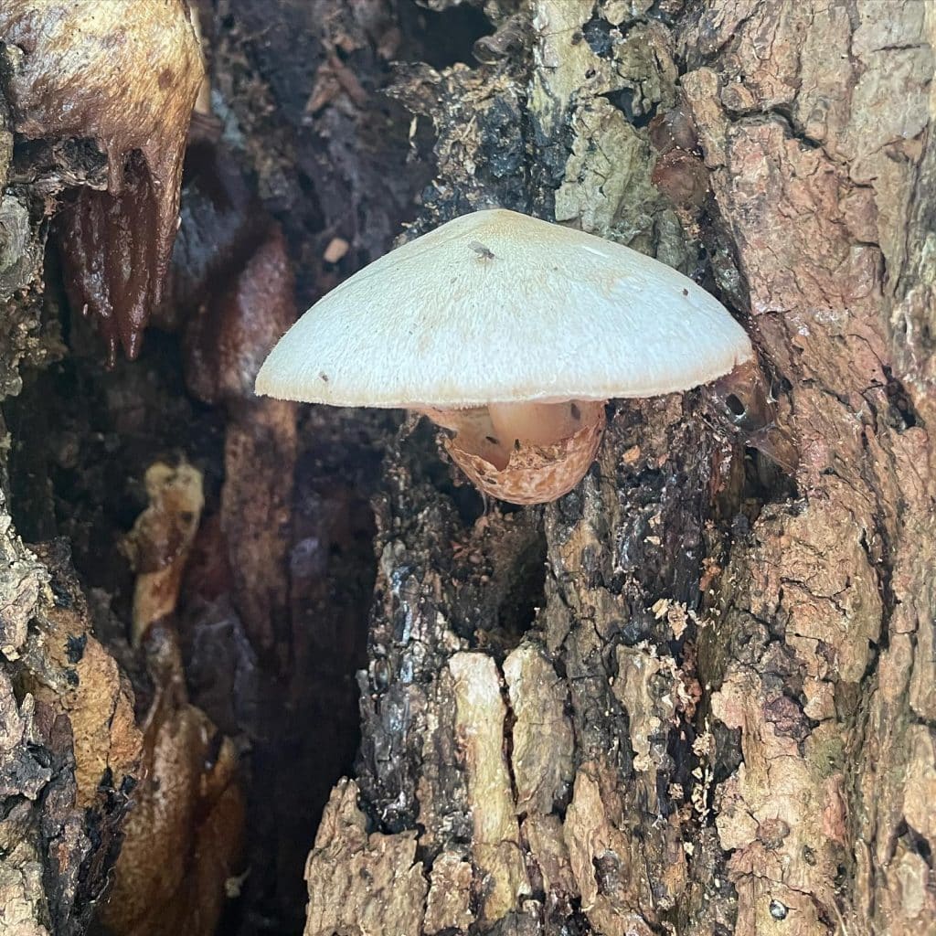 Volvariella bombycina - Silky Sheath Mushroom - Eat The Planet