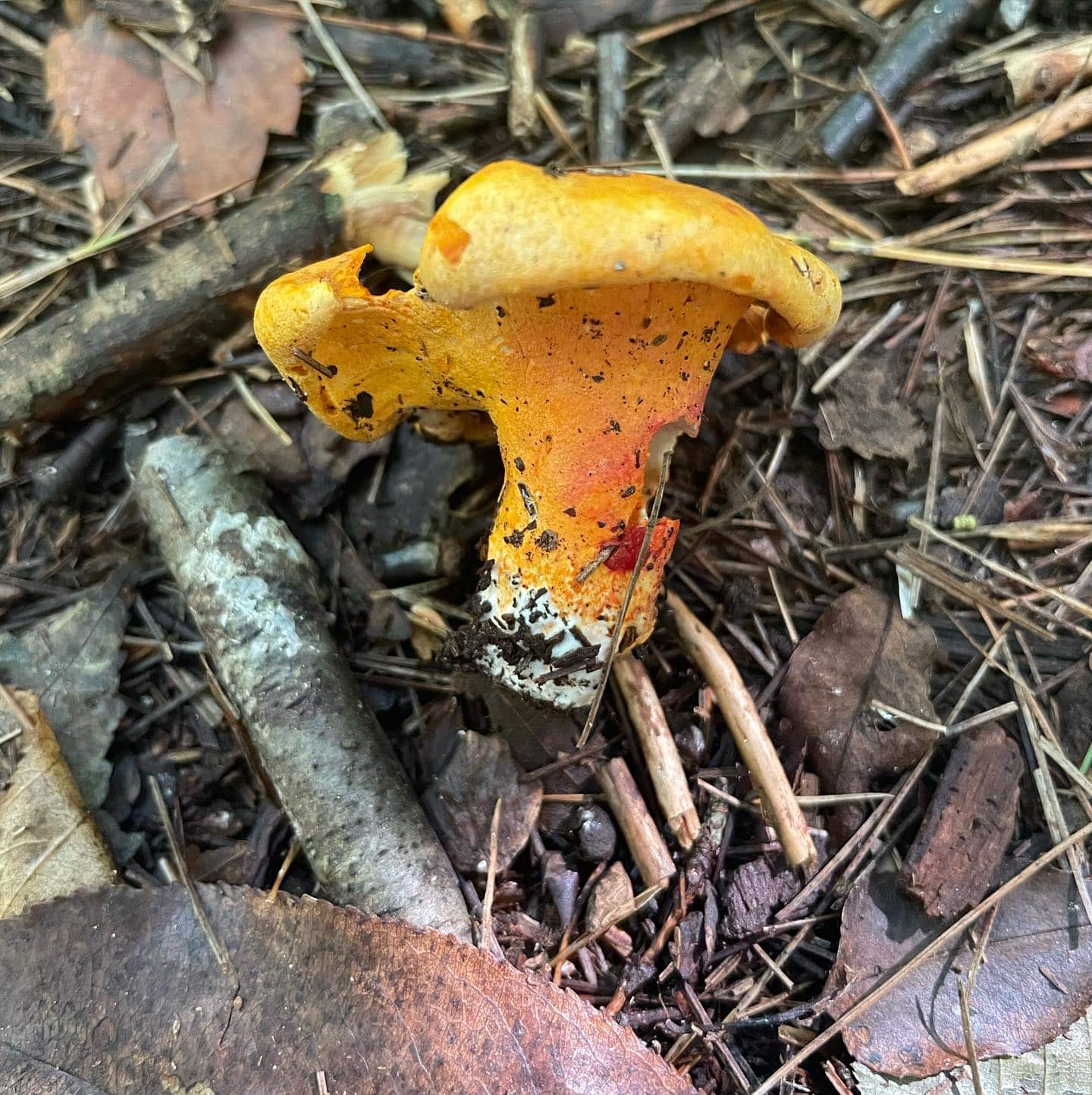Hypomyces lactifluorum - Lobster Mushrooms - Eat The Planet Hypomyces lactifluorum - Lobster Mushrooms - Eat The Planet