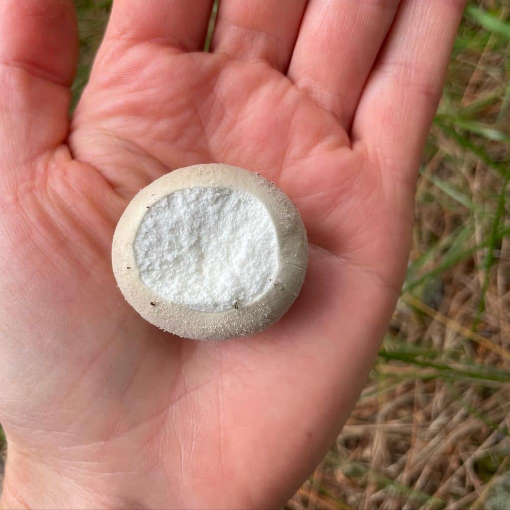 Lycoperdon pratense - Meadow Puffball - Eat The Planet