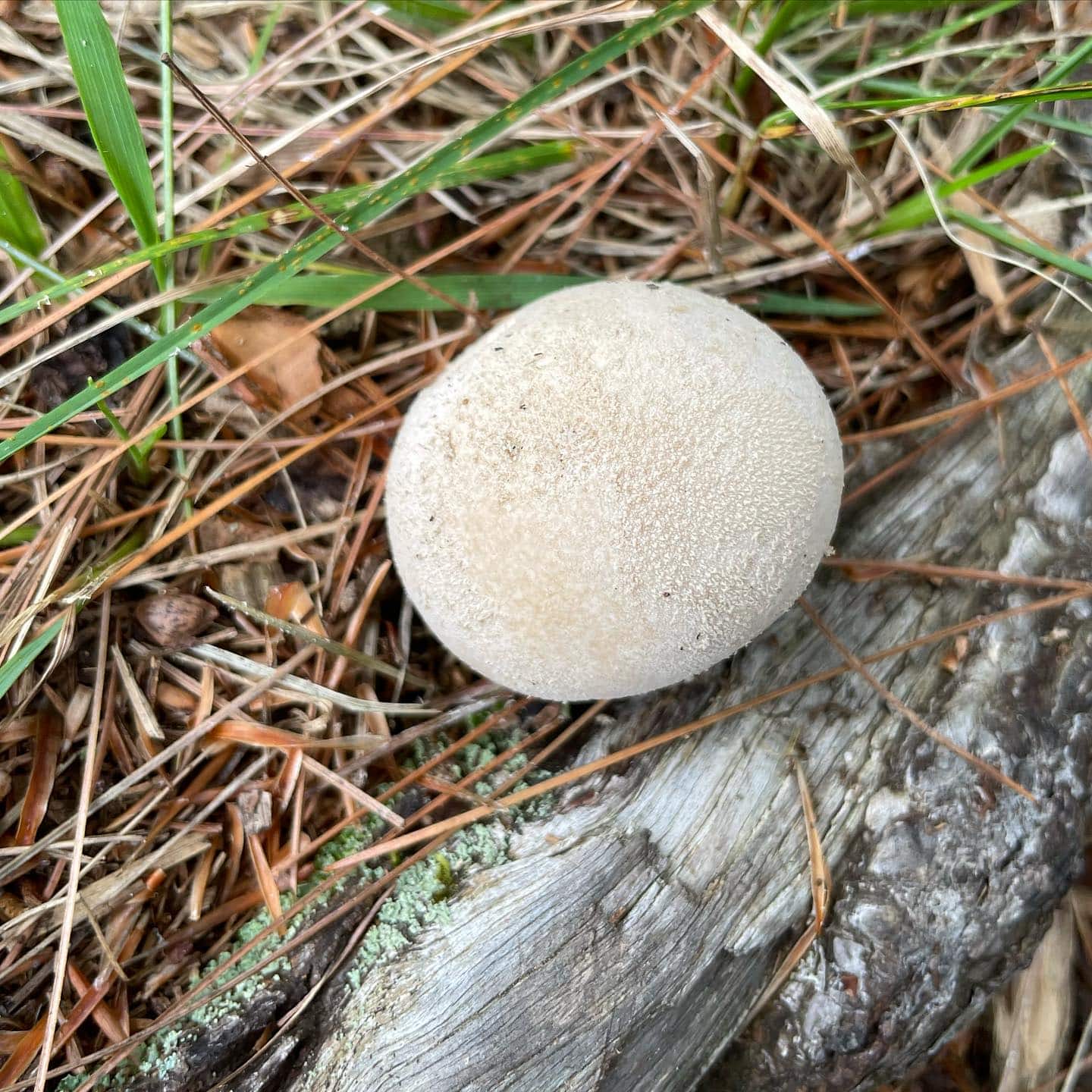 Lycoperdon pratense - Meadow Puffball - Eat The Planet