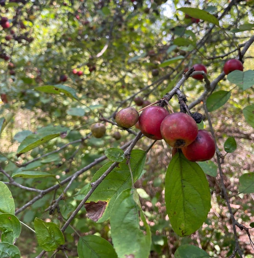 Malus spp. - Wild Apples - Eat The Planet