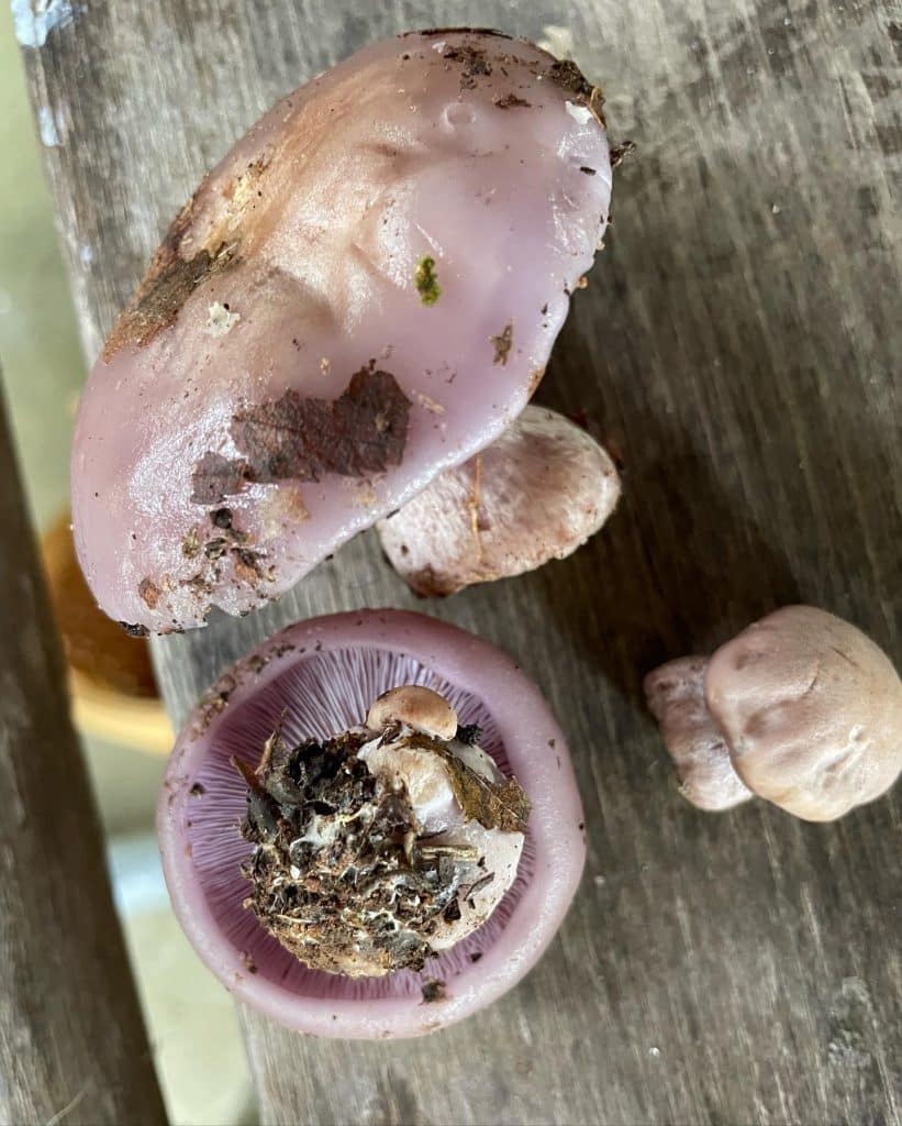 Clitocybe nuda - Wood Blewits - Eat The Planet