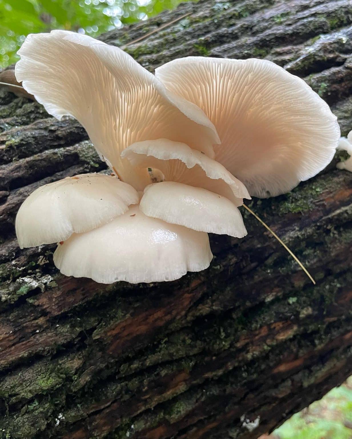 Pleurotus pulmonarius - Italian Oyster Mushrooms - Eat The Planet