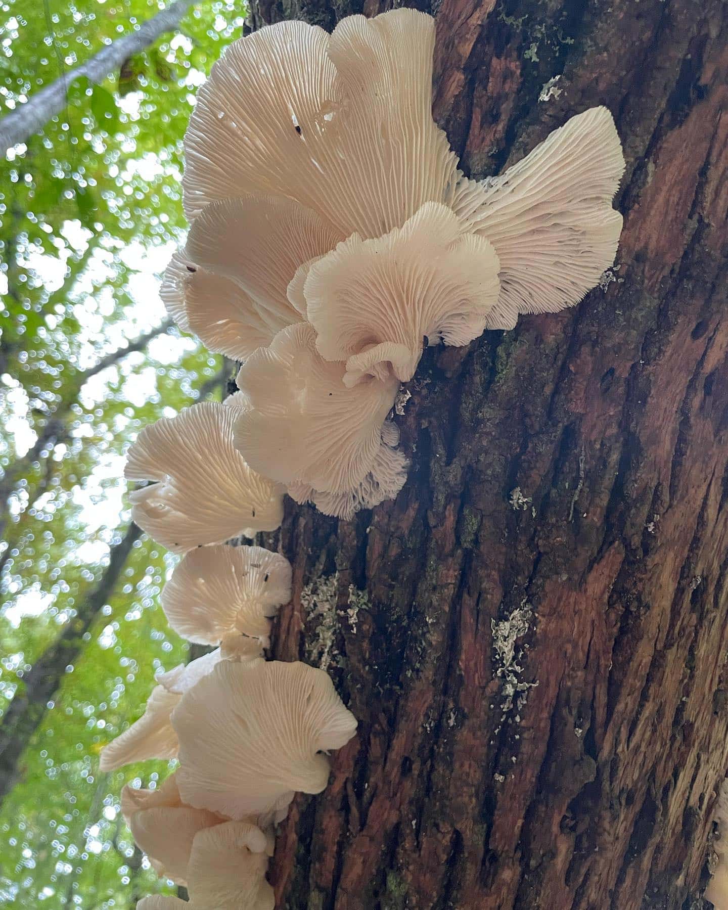 Pleurotus pulmonarius - Italian Oyster Mushrooms - Eat The Planet
