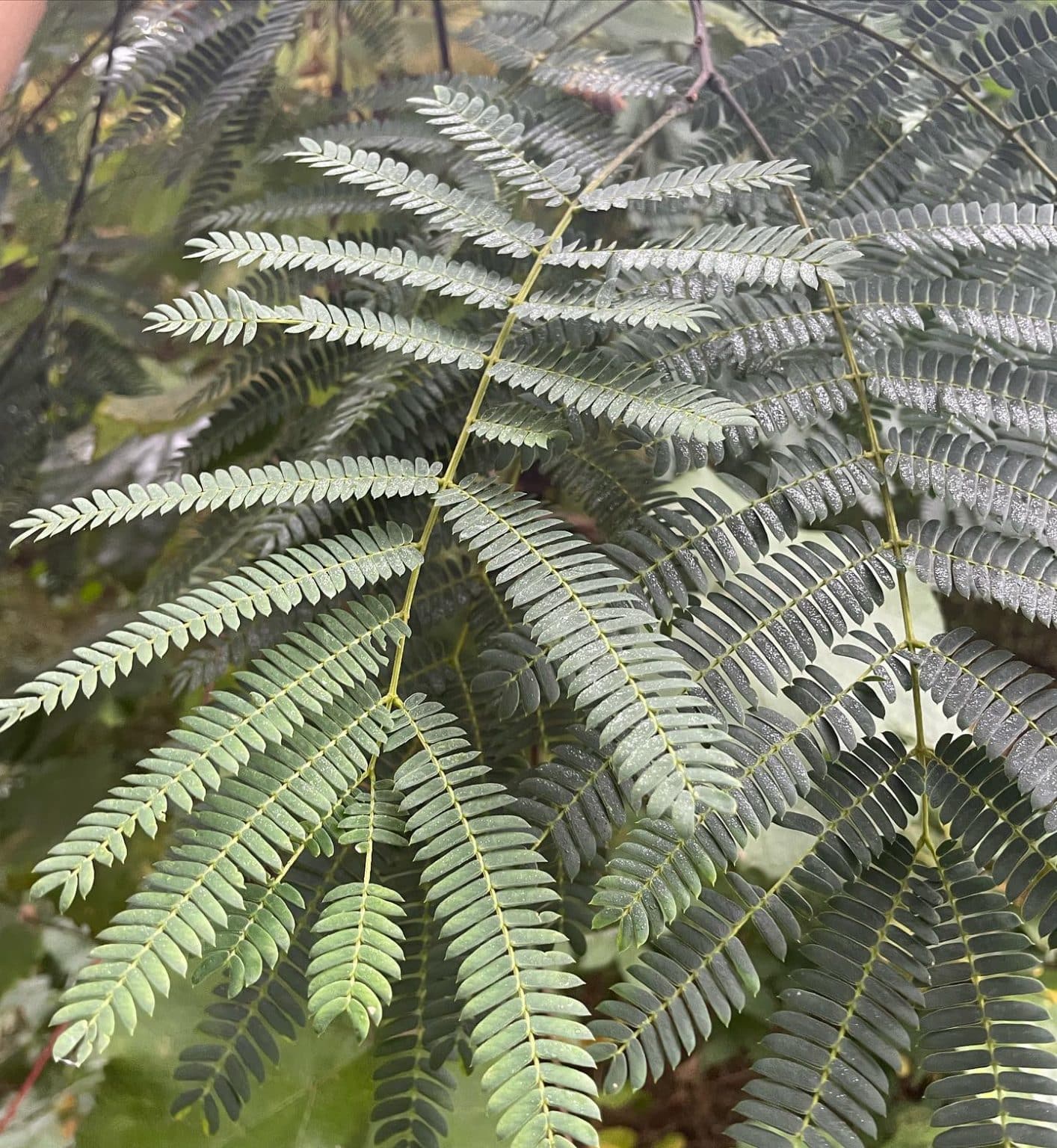 Albizia julibrissin - Mimosa Tree - Eat The Planet