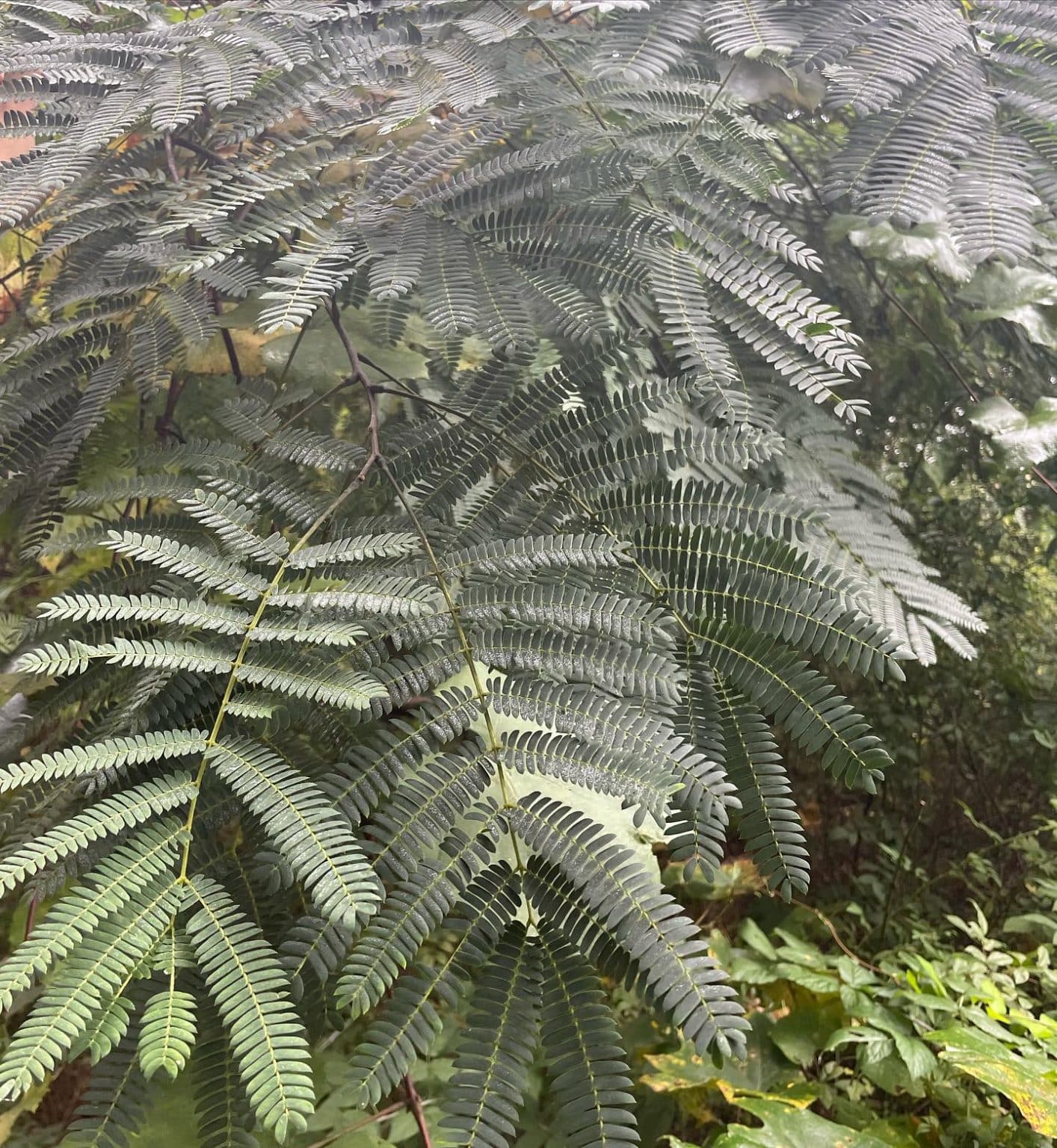 Albizia julibrissin - Mimosa Tree - Eat The Planet