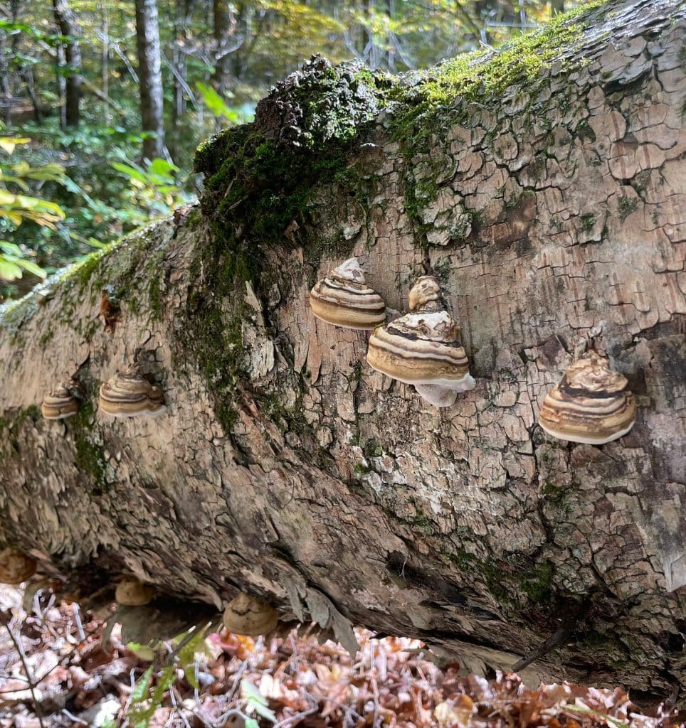 Fomes fomentarius - Hoof Fungus - Eat The Planet