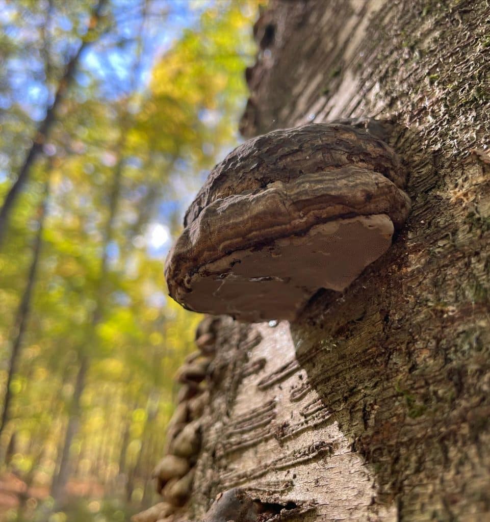 Fomes fomentarius - Hoof Fungus - Eat The Planet