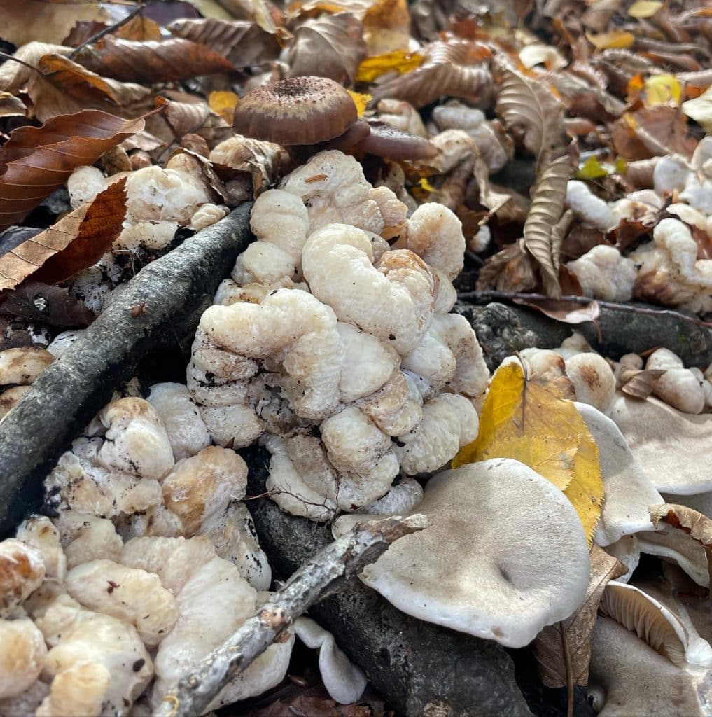 Entoloma abortivum - Shrimp of the Woods - Eat The Planet