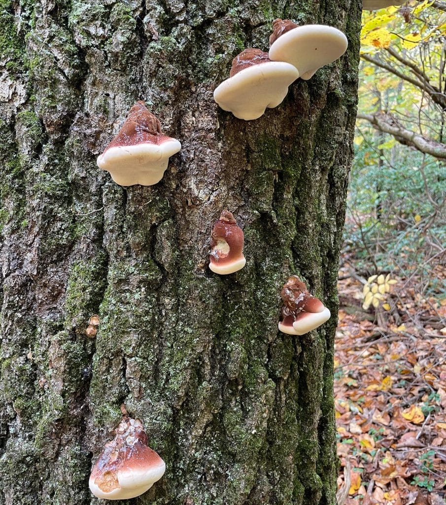 Ischnoderma resinosum - Resinous Polypore - Eat The Planet