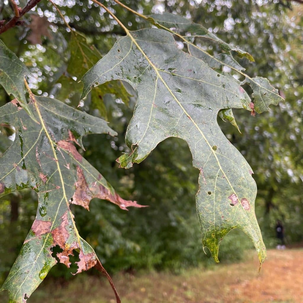 Quercus rubra - Northern Red Oak - Eat The Planet