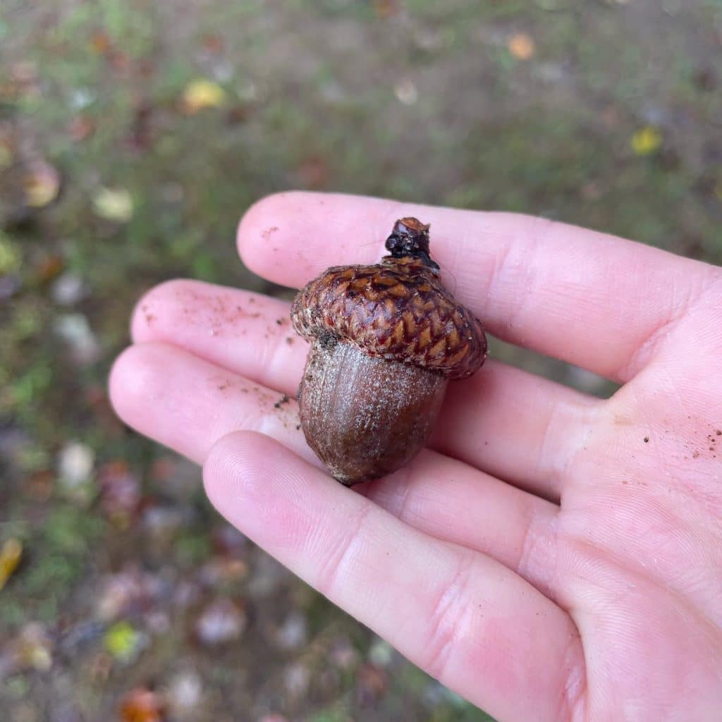 Quercus rubra - Northern Red Oak - Eat The Planet