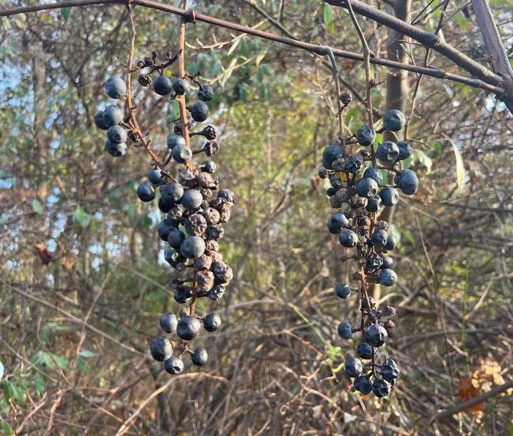 Vitis aestivalis - Summer Grapes - Eat The Planet