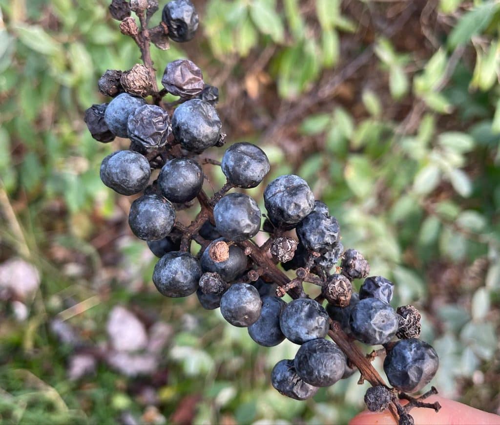 Vitis aestivalis - Summer Grapes - Eat The Planet