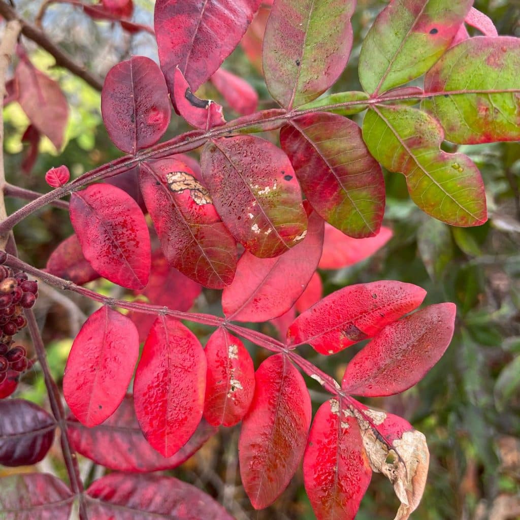 Rhus copallinum - Winged Sumac - Eat The Planet