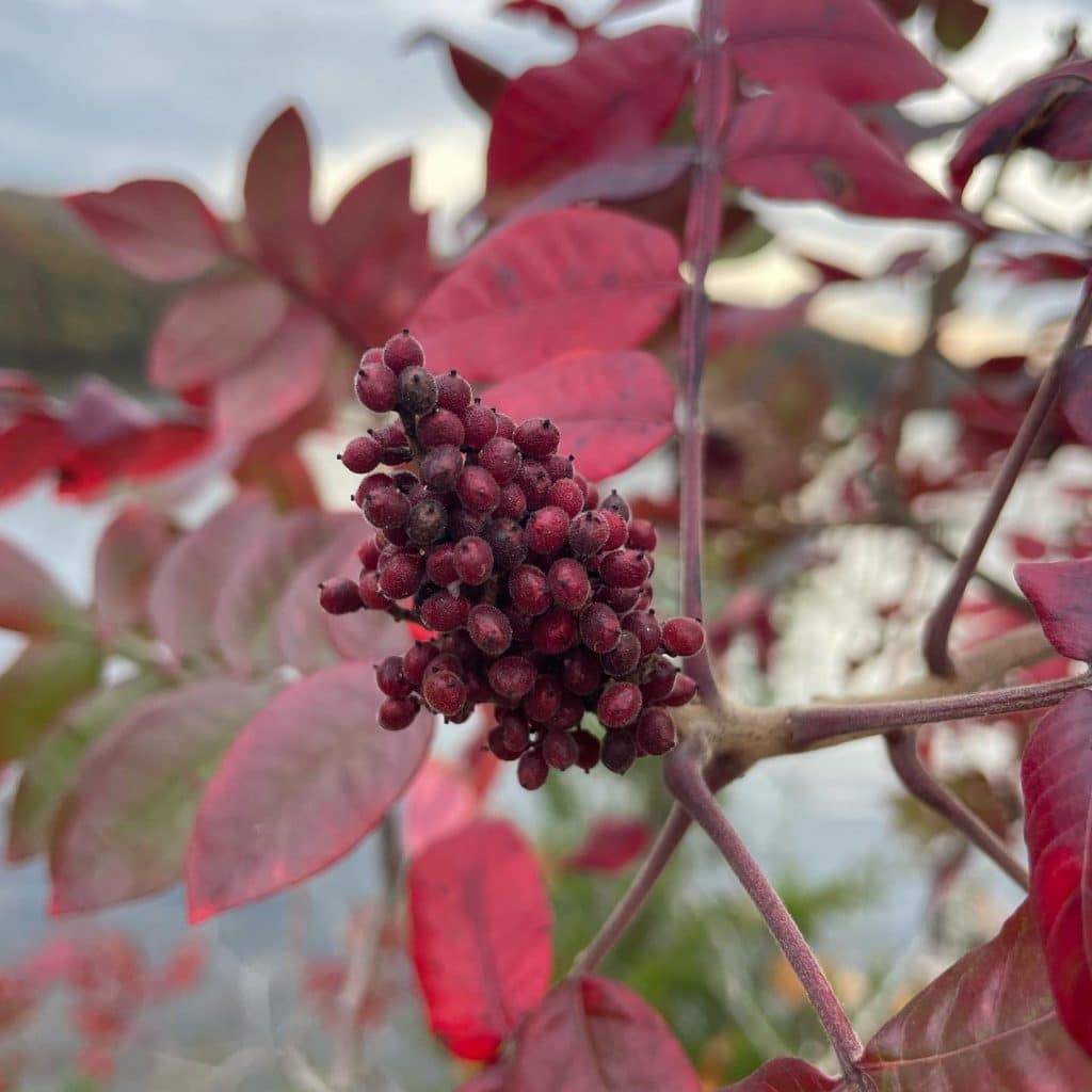 Rhus copallinum - Winged Sumac - Eat The Planet