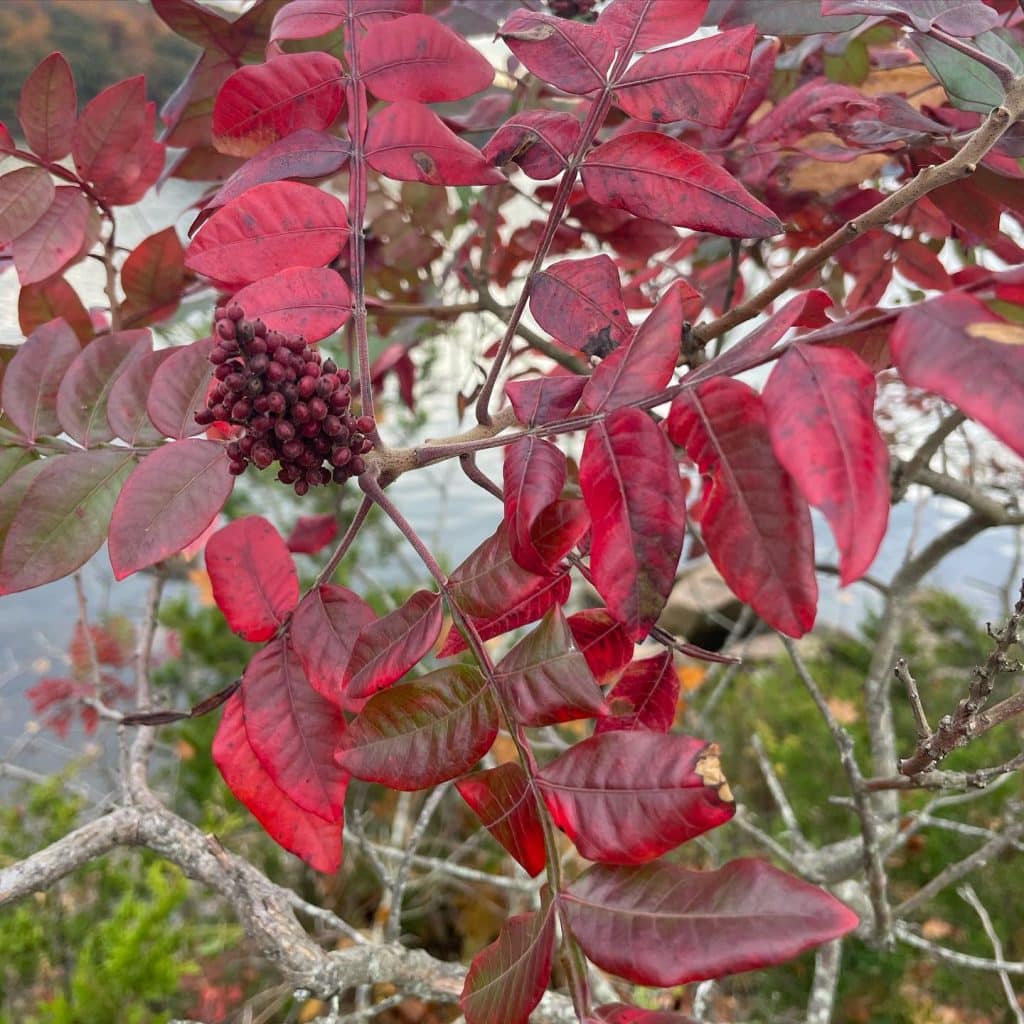 Rhus copallinum - Winged Sumac - Eat The Planet