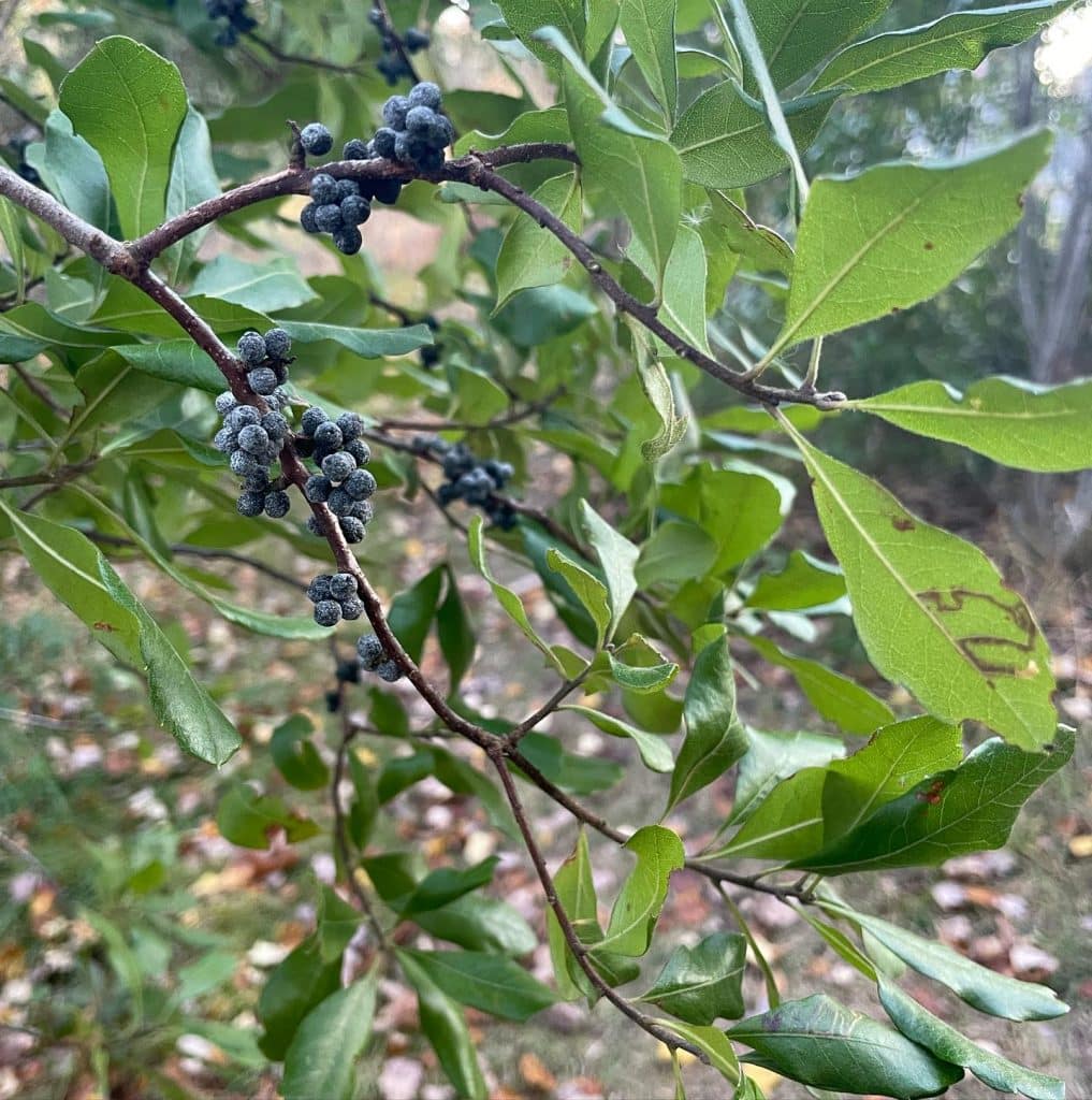 Morella pensylvanica - Northern Bayberry - Eat The Planet