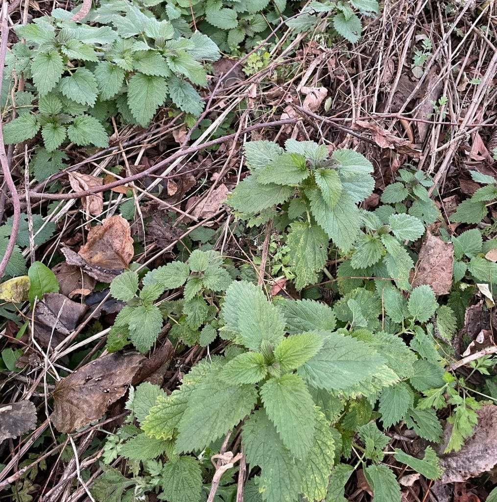 Urtica dioica - Stinging Nettle - Eat The Planet