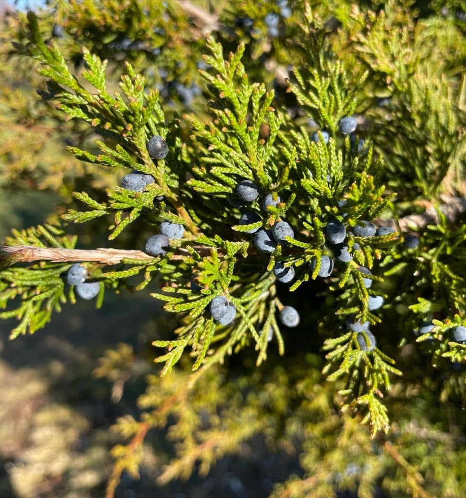 Juniperus virginiana - Eastern Red Cedar - Eat The Planet